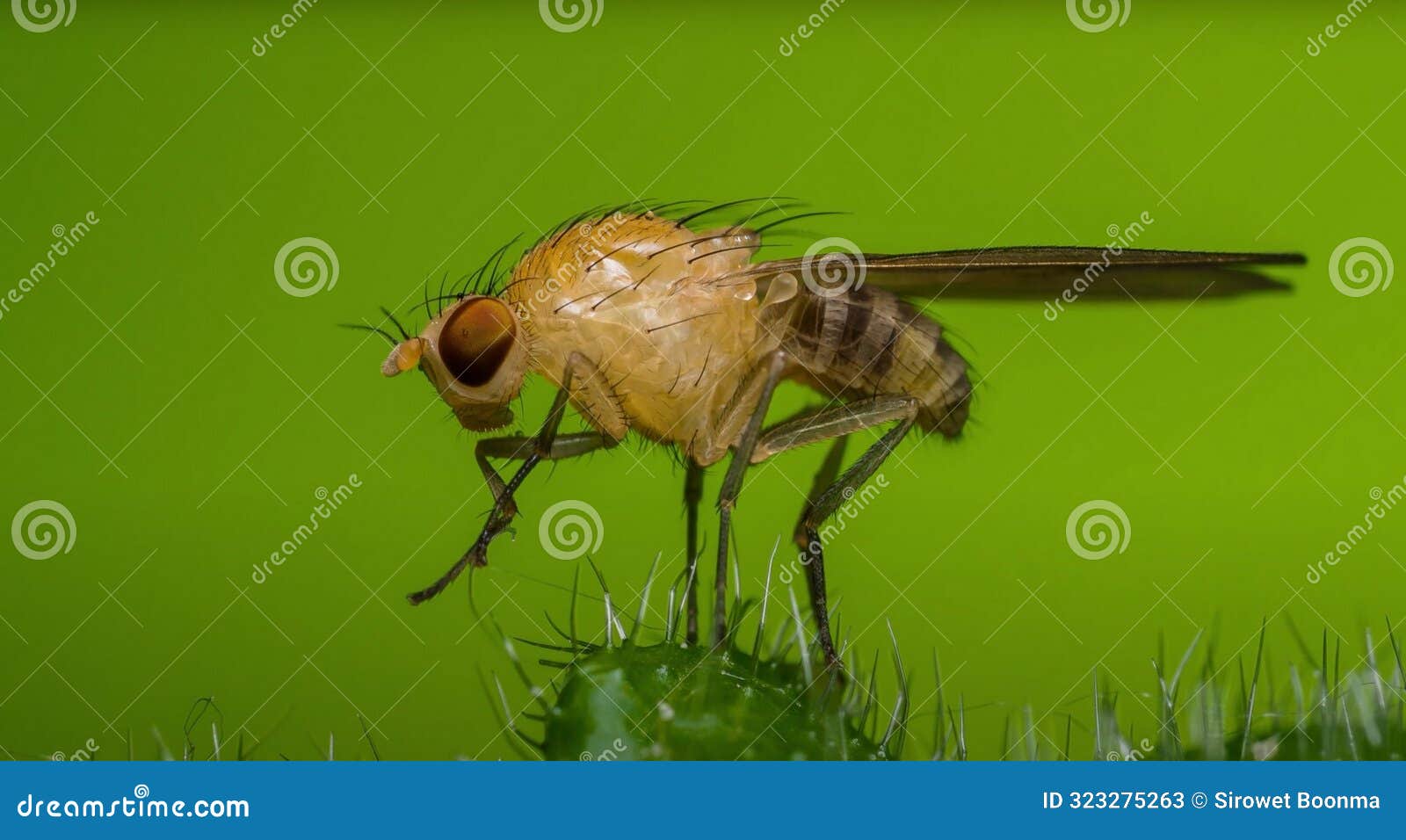 Up Close with Amazing Insects World Stock Image - Image of insect, moth ...