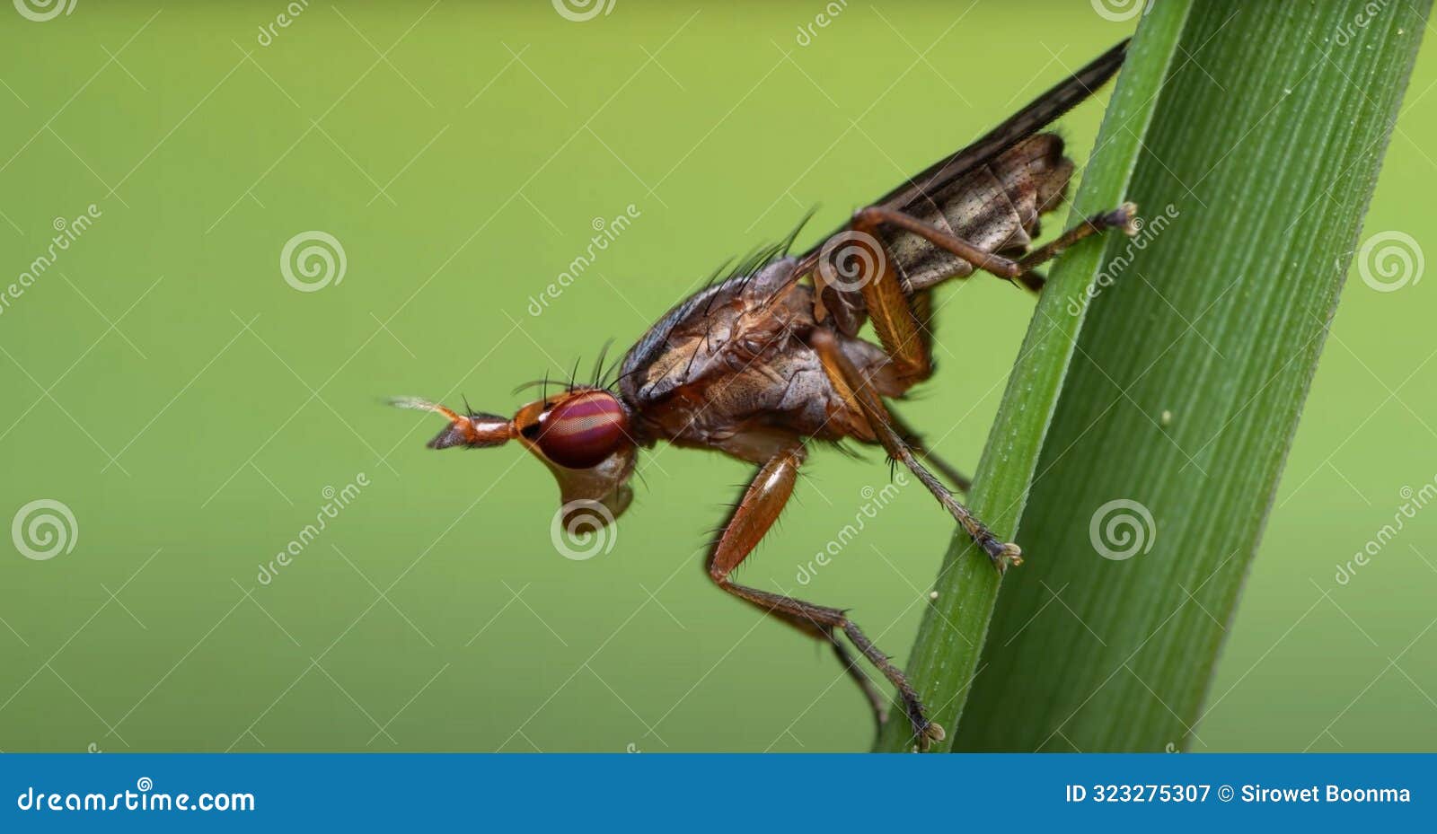 Up Close with Amazing Insects World Stock Image - Image of small ...