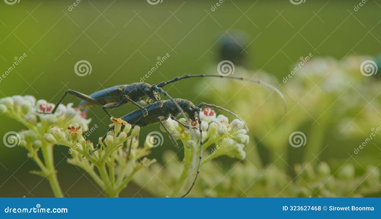 The Fascinating World of Insects Stock Photo - Image of macro, animals ...