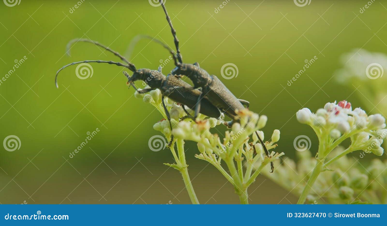 Two Black Insects are Mating. Stock Photo - Image of animals, small ...