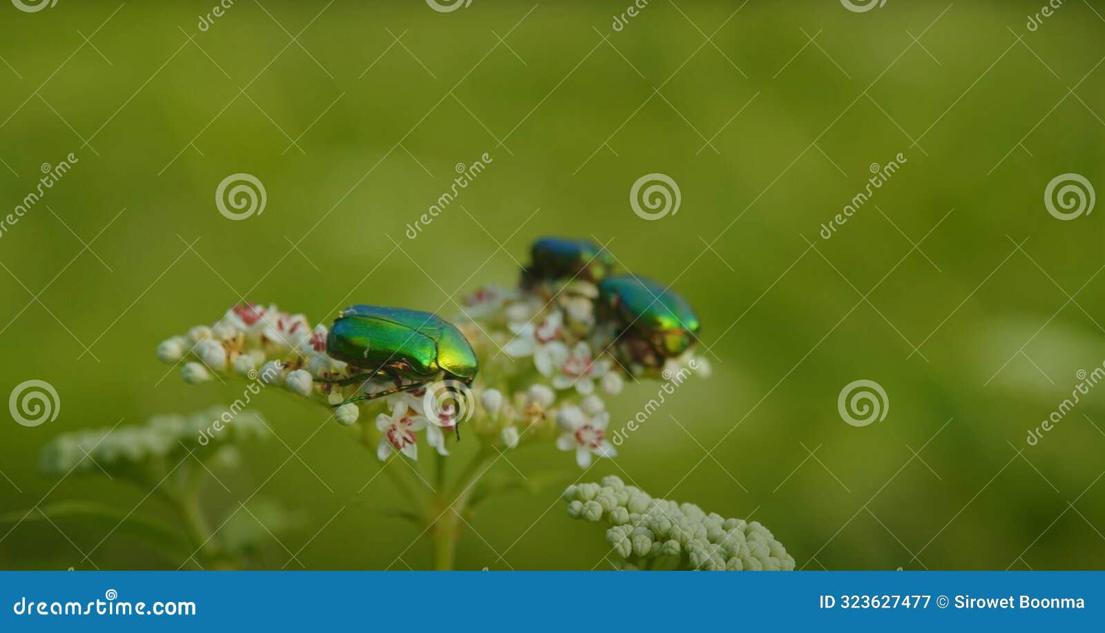 The Fascinating World of Insects Stock Image - Image of insect ...