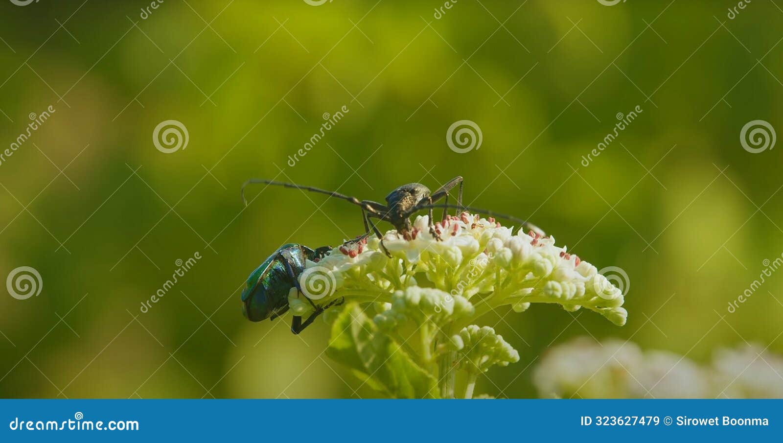 The Fascinating World of Insects Stock Image - Image of animals, insect ...