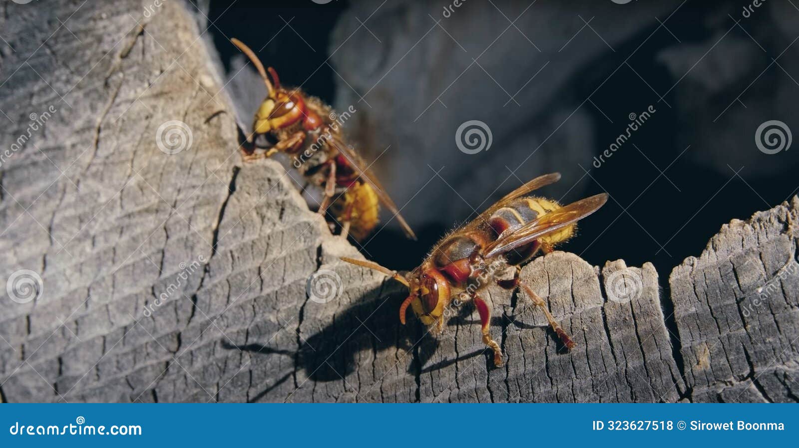 2 bees on the stone stock photo. Image of macro, insect - 323627518