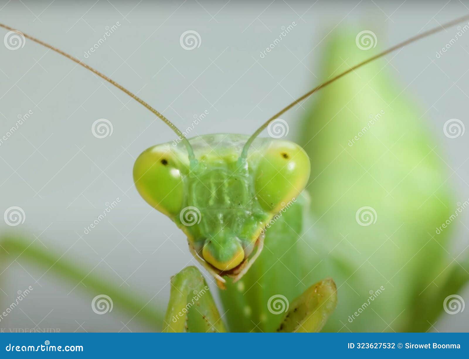 Big green grasshopper stock photo. Image of pollinate - 323627532