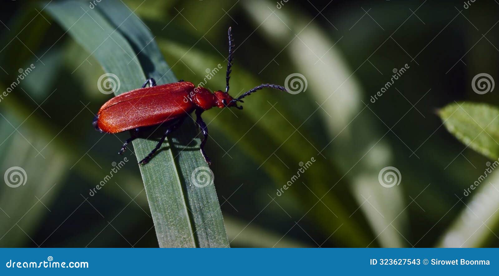The Fascinating World of Insects Stock Image - Image of animals ...