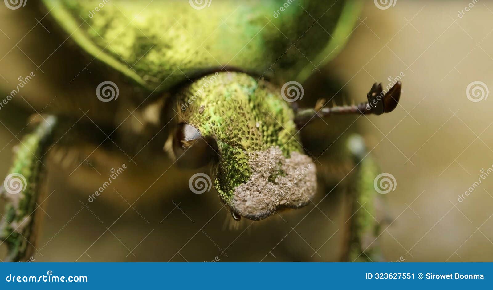 The Fascinating World of Insects Stock Image - Image of insect, moth ...