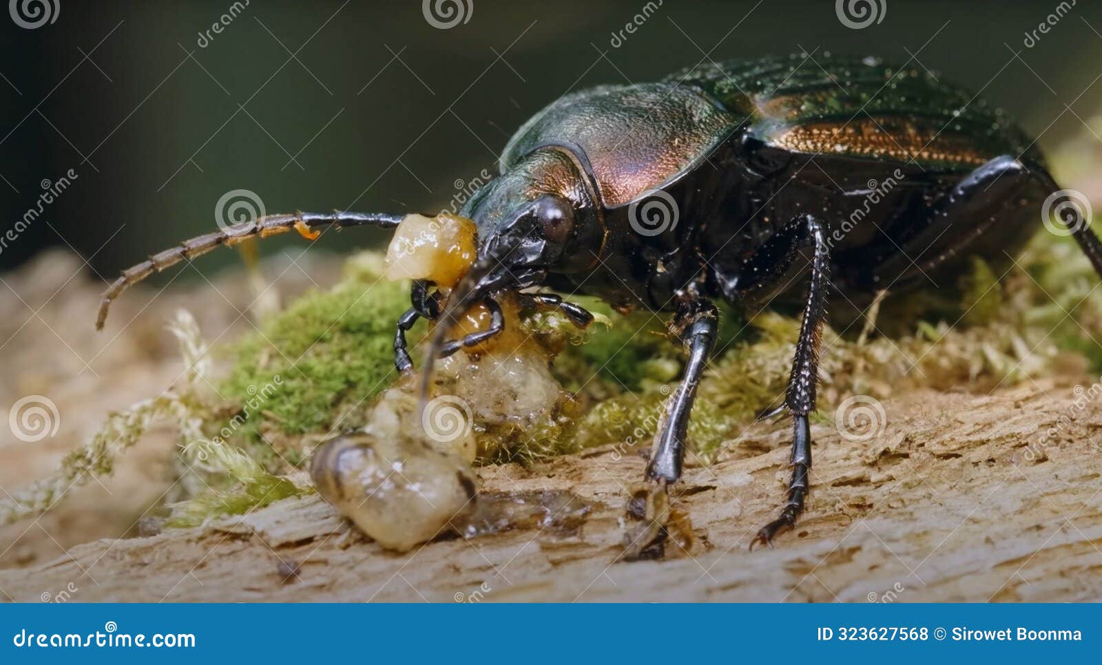 The Fascinating World of Insects Stock Photo - Image of world ...