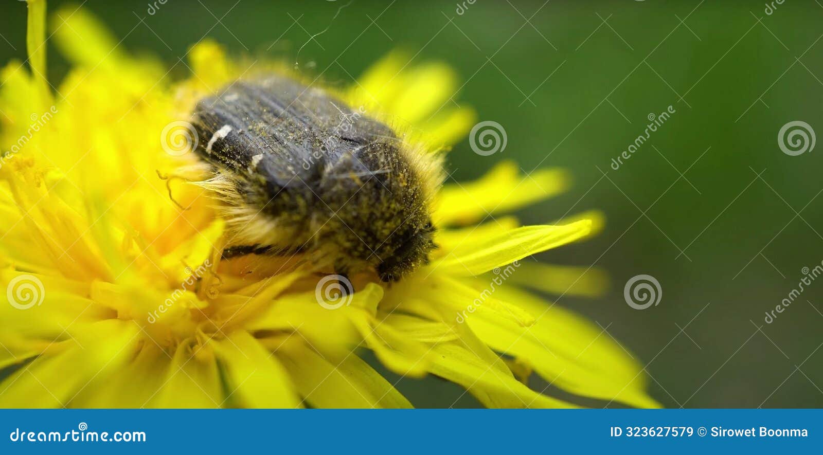 The Fascinating World of Insects Stock Image - Image of shell, divided ...