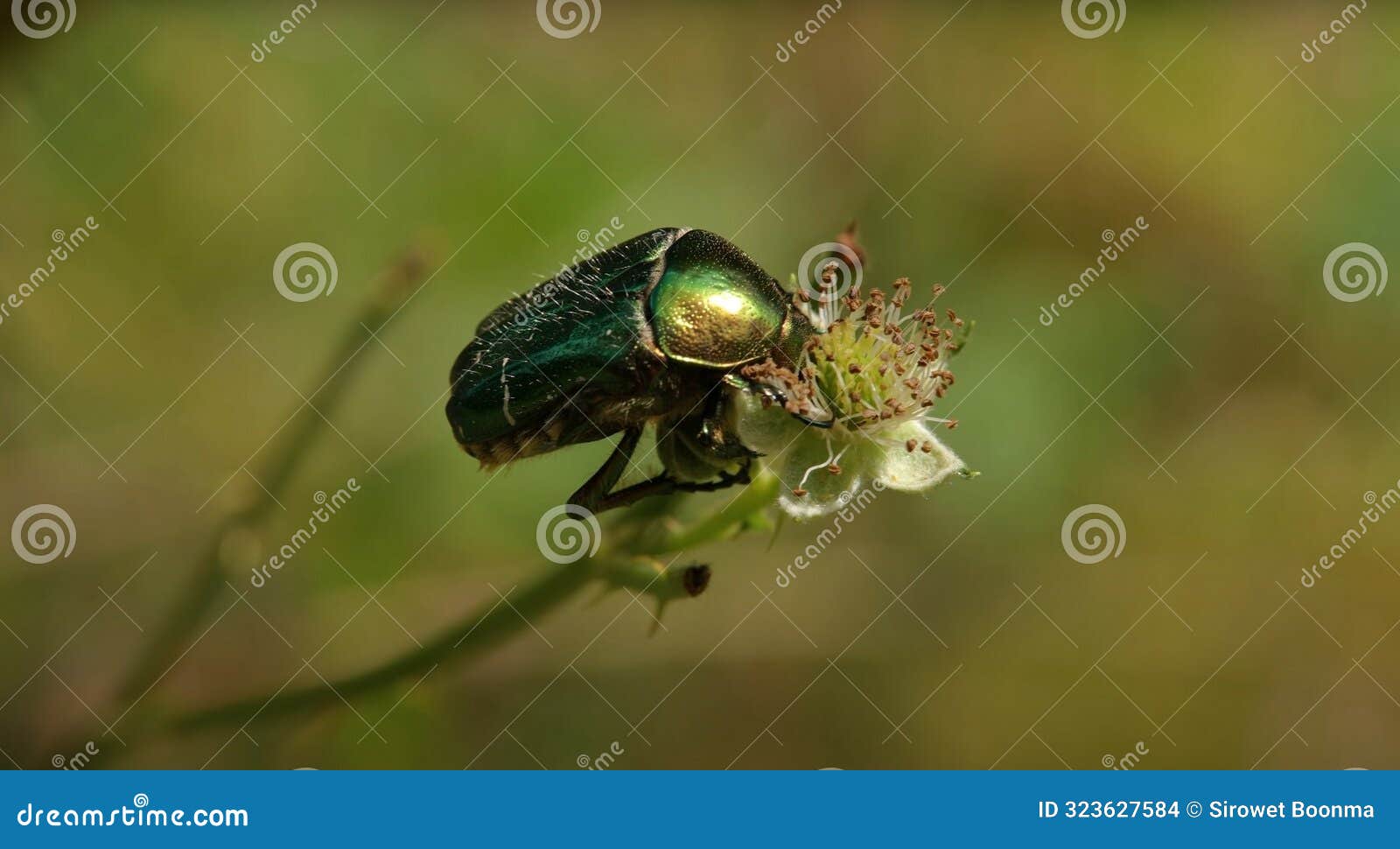 The Fascinating World of Insects Stock Photo - Image of insect ...
