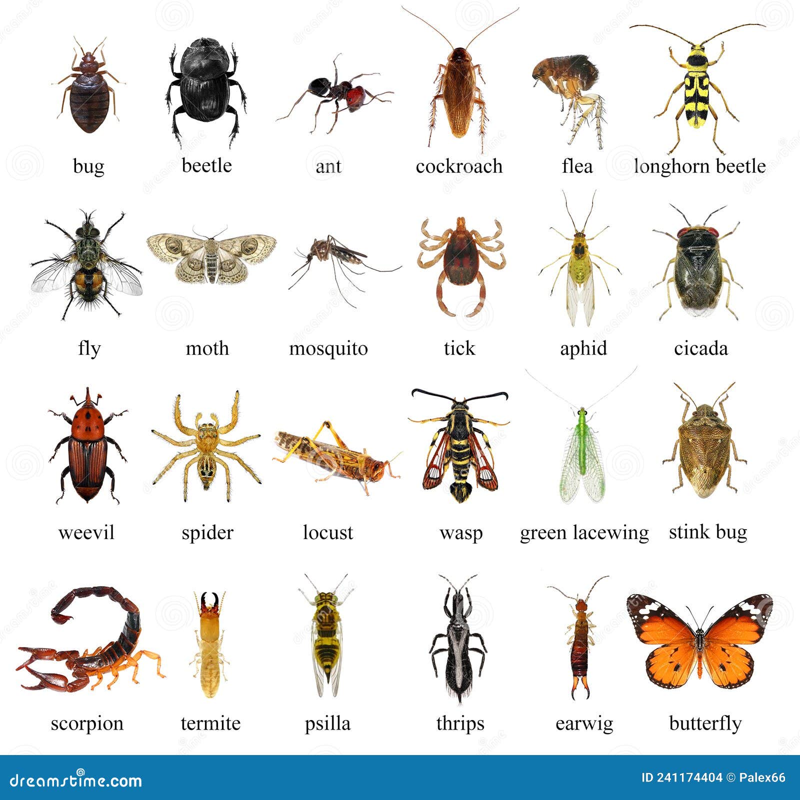 Insects Isolated on a White Background Stock Photo - Image of ...