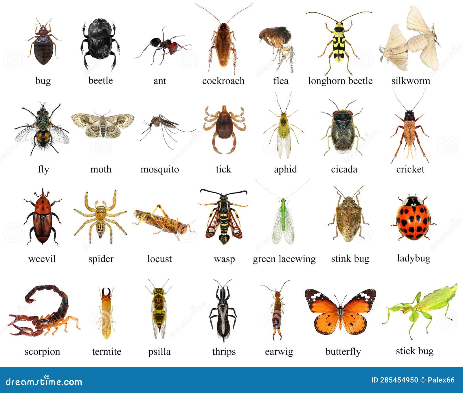 Insects Isolated on a White Background Stock Photo - Image of insects ...