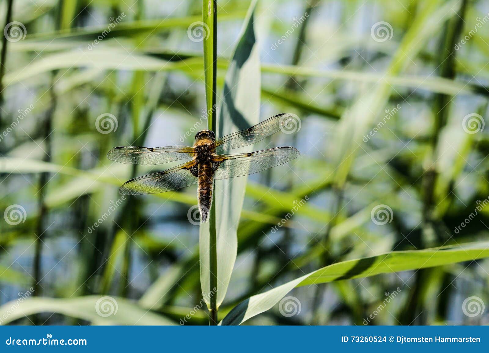 Insects at the lake stock photo. Image of insects, bumble - 73260524