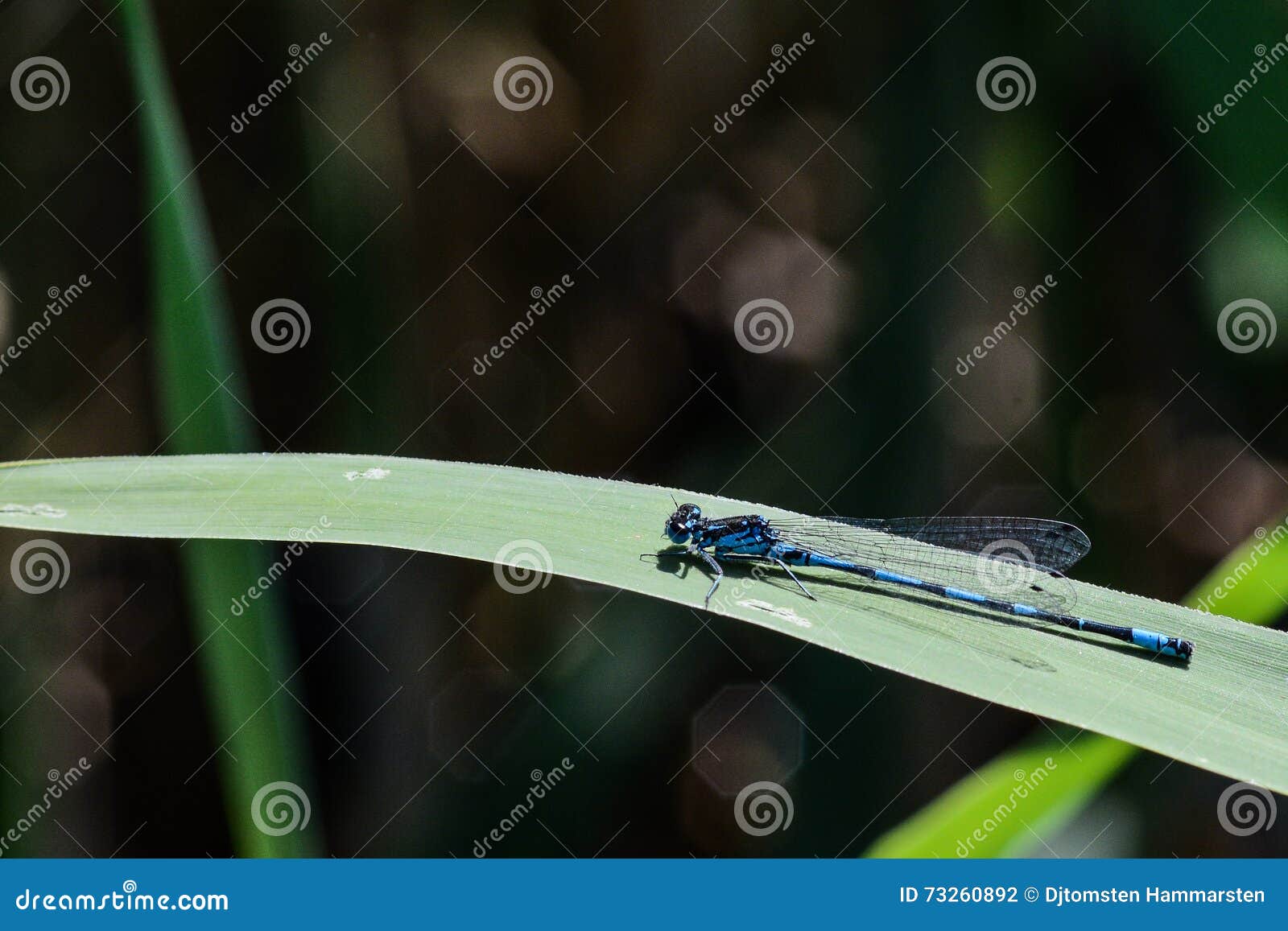 Insects at the lake stock photo. Image of scorpion, graphics - 73260892