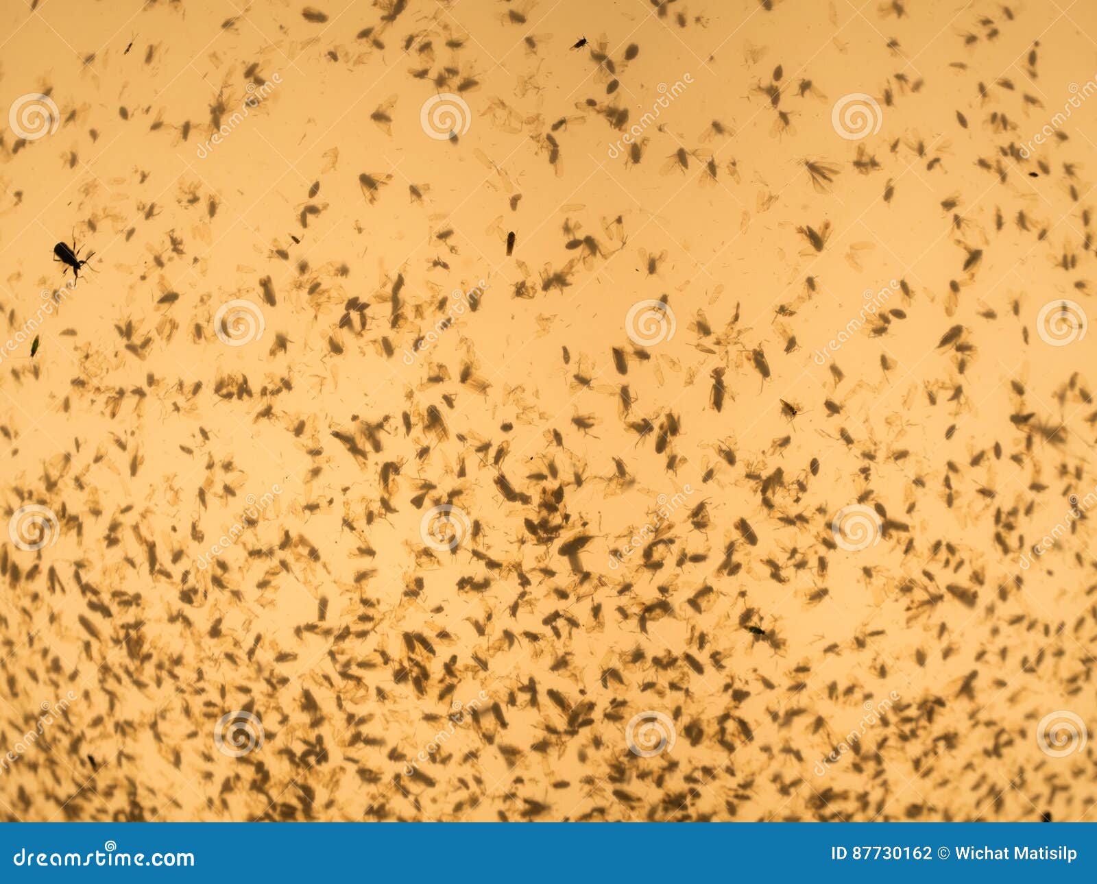 Insects in the Lamp stock photo. Image of animal, cute - 87730162