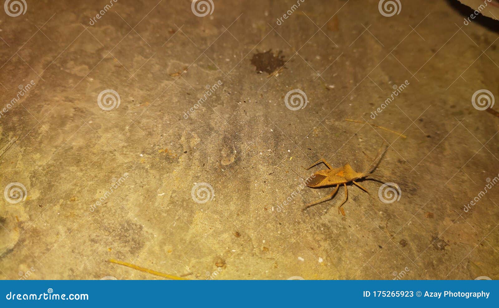 Insects on the Land Ground. Stock Image - Image of soil, wildlife ...