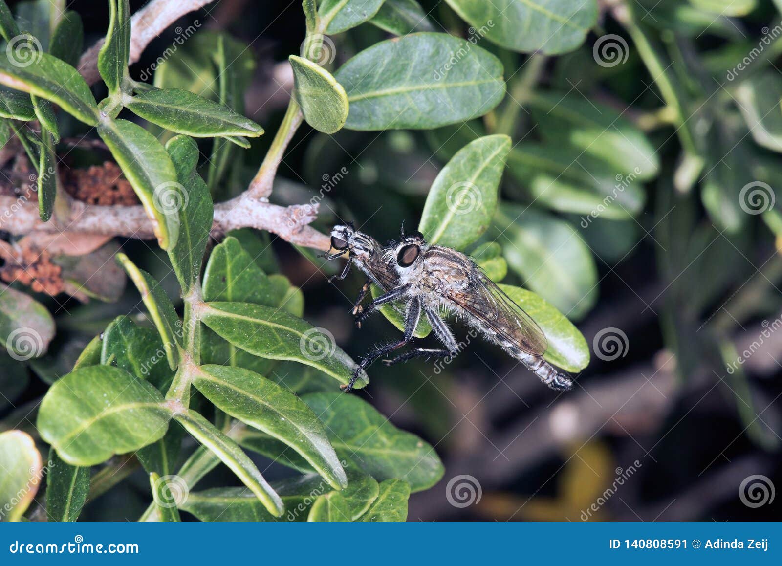 Flies make more flies stock image. Image of insects - 140808591