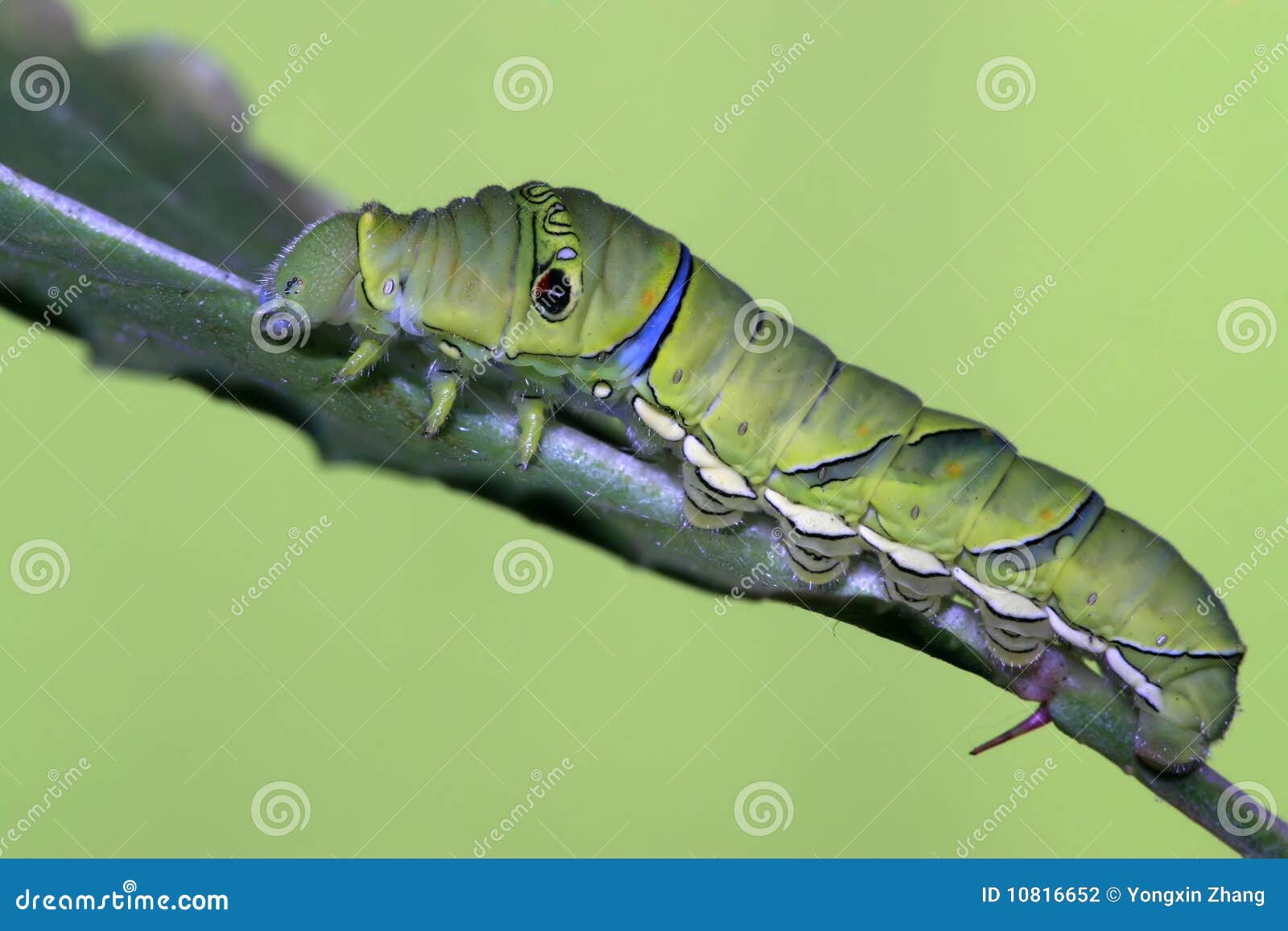 Insects larvae stock photo. Image of pests, insects, natural - 10816652