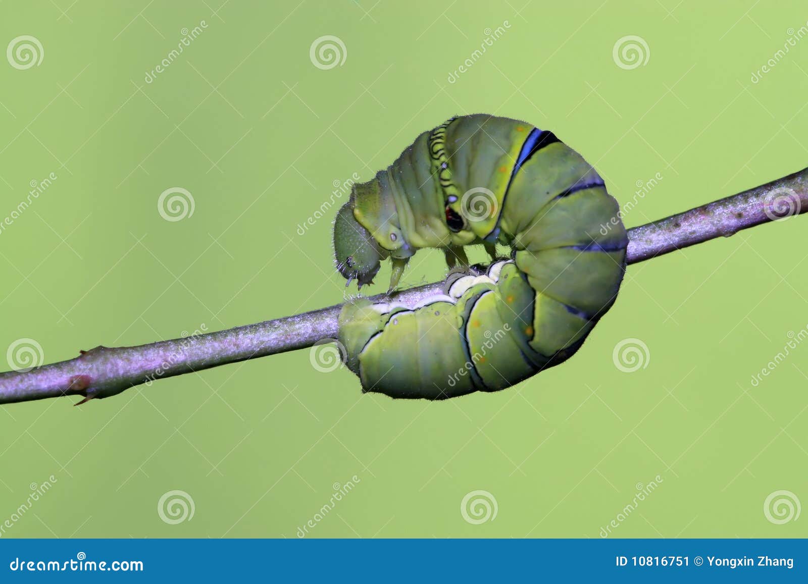 Stock Image: Insects larvae. Image: 10816751