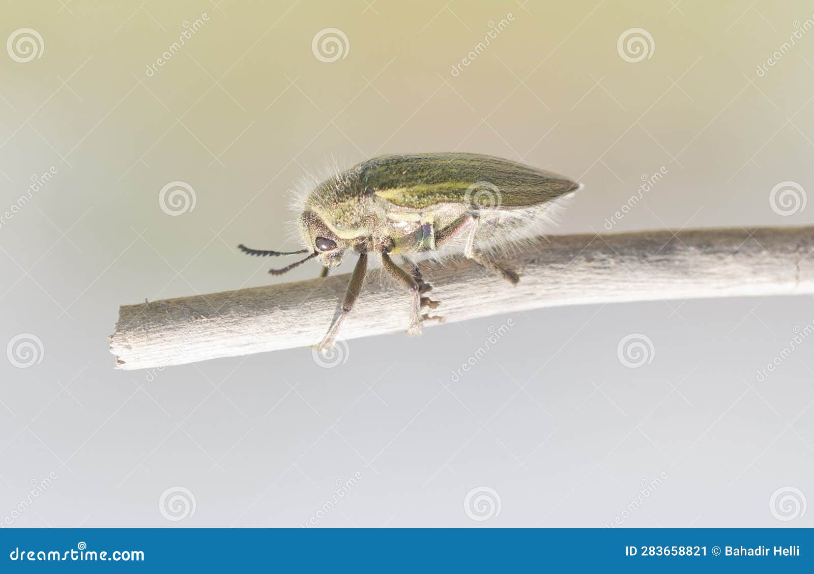 A bug on a twig stock image. Image of body, insectum - 283658821