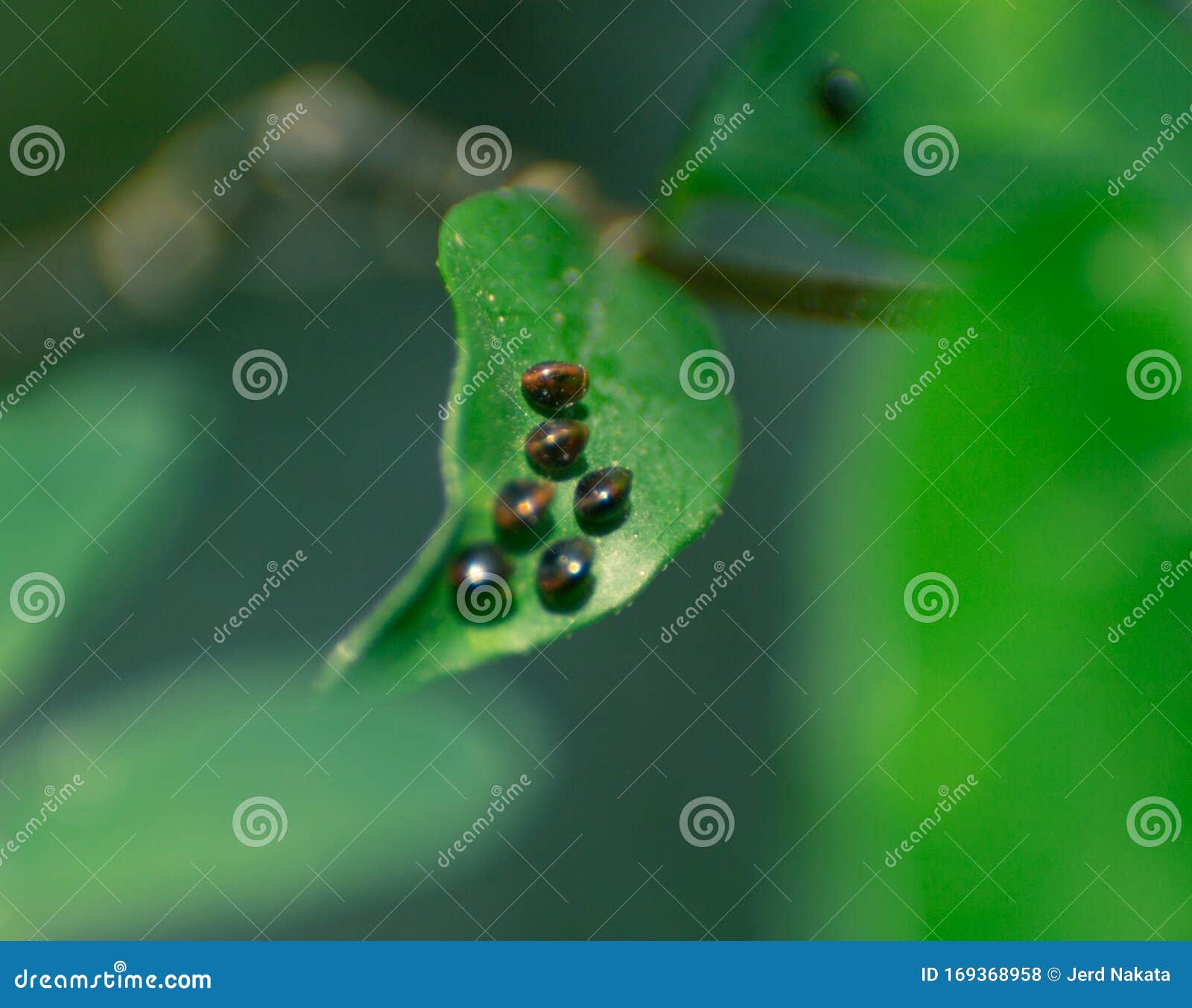 Insects Lay Eggs on the Leaves by Macro Shot Stock Photo - Image of ...