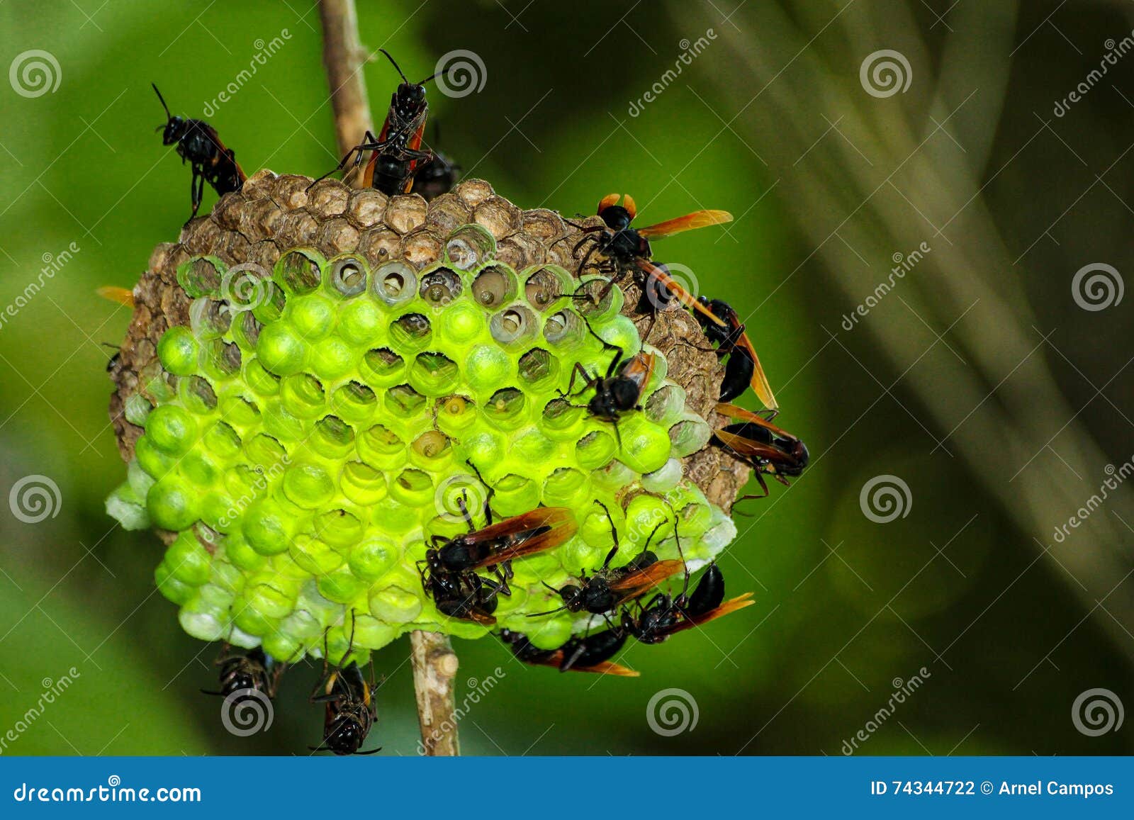 Insects stock photo. Image of laying, hive, eggs, fest - 74344722