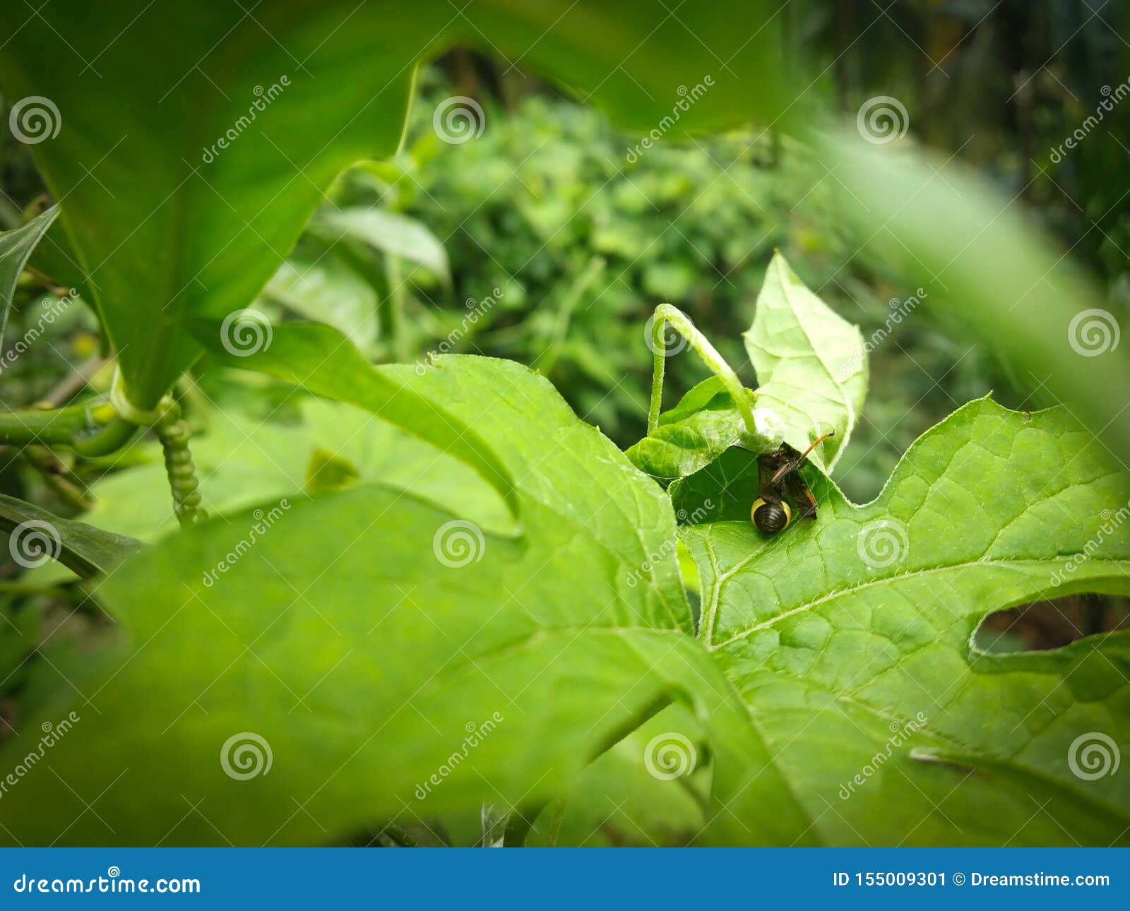 Insects on leaf stock image. Image of leaf, nature, insects - 155009301