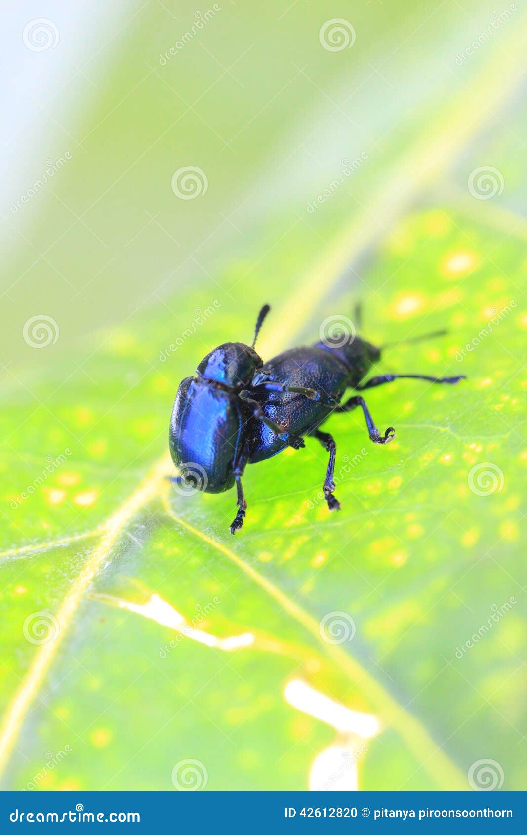 Insects stock photo. Image of animal, blue, insects, column - 42612820