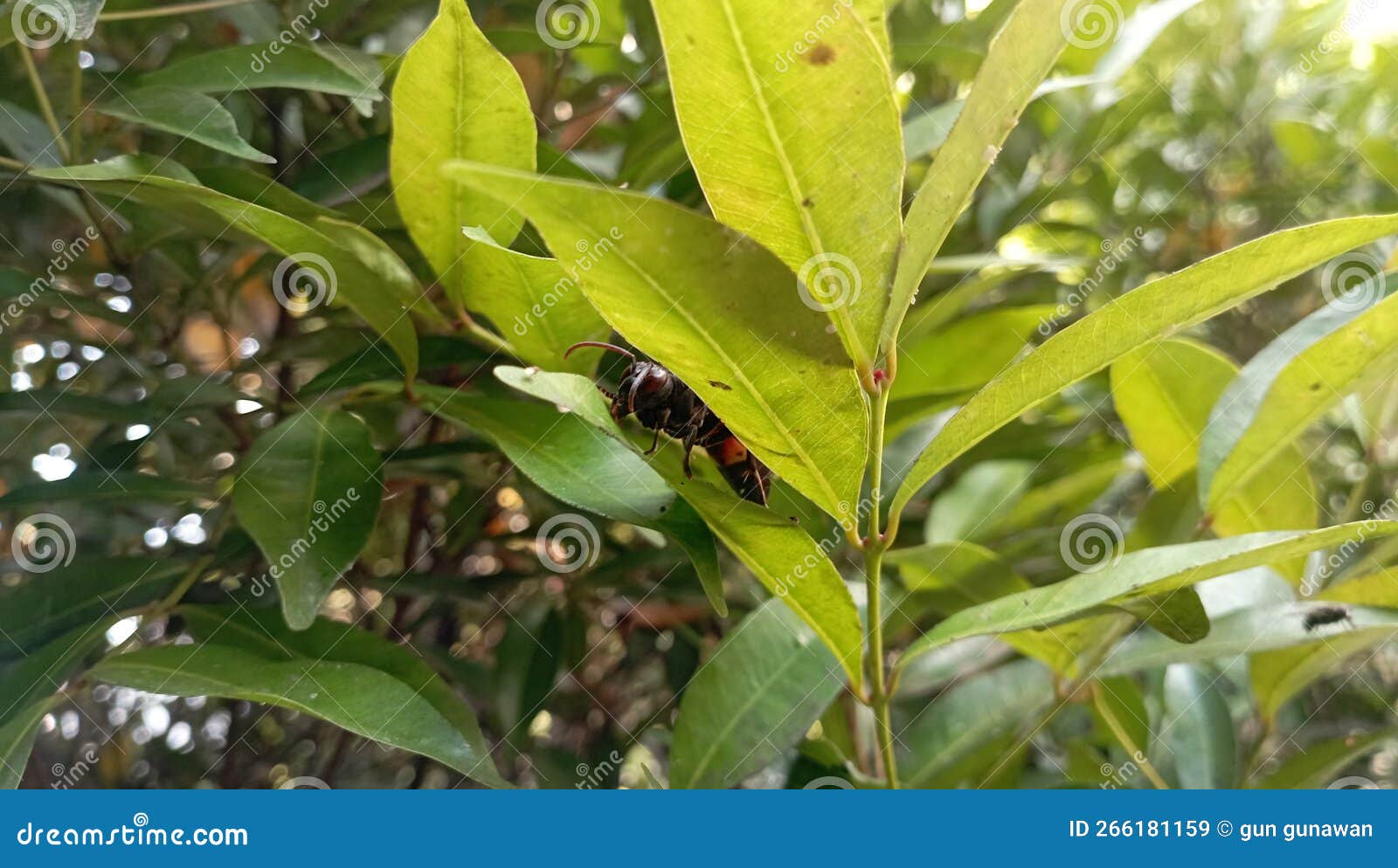 Insects between the Leaves of the Front of the House in the Bandung ...
