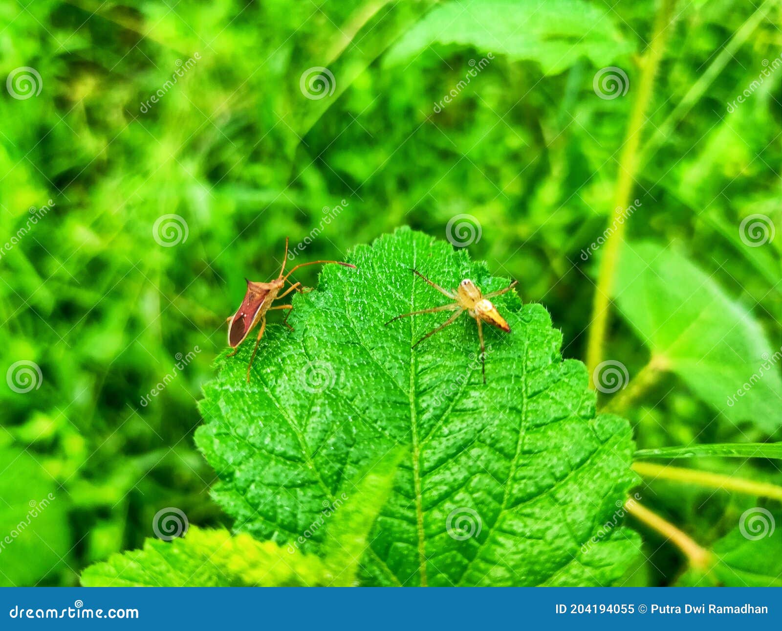 2 Insects on the Leaves in the Morning Stock Image - Image of animal ...