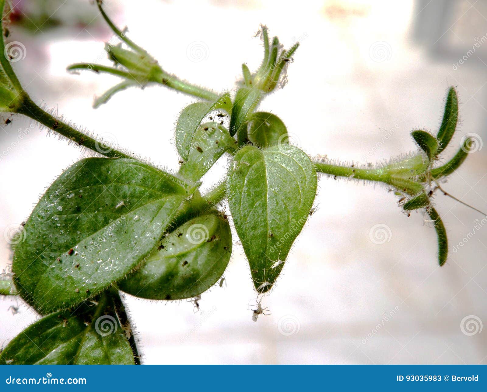 Insects on the Leaves of a Petunia Stock Image - Image of nature ...