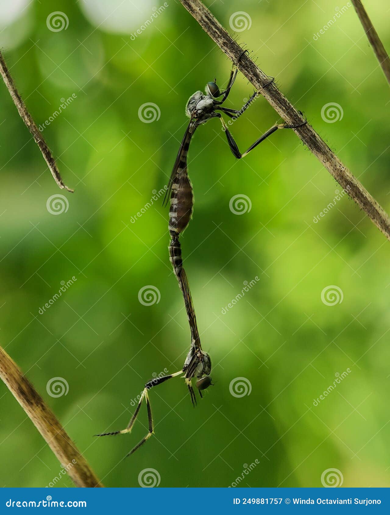 A Couple of Leptogaster Mating Stock Image - Image of leaf, green ...