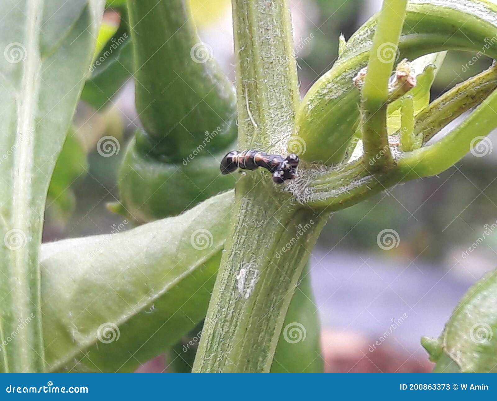 The Insects stock image. Image of mantis, trees, insects - 200863373