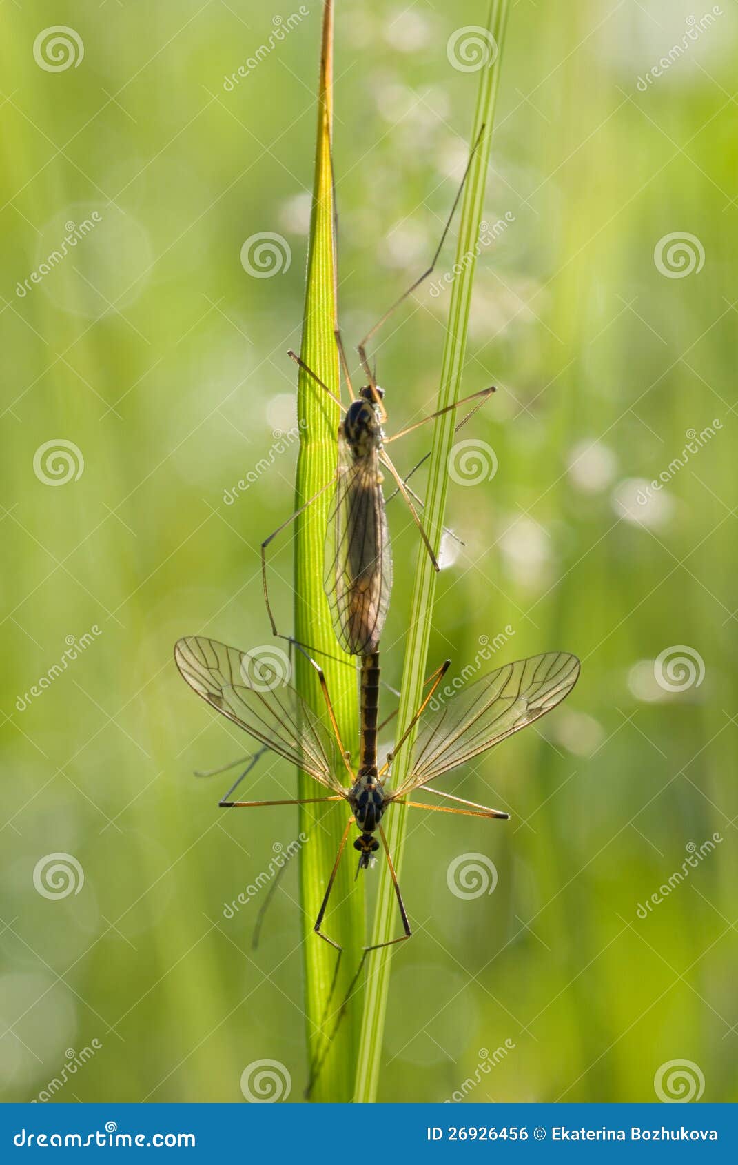 Insects mate stock photo. Image of friendship, male, zoology - 26926456