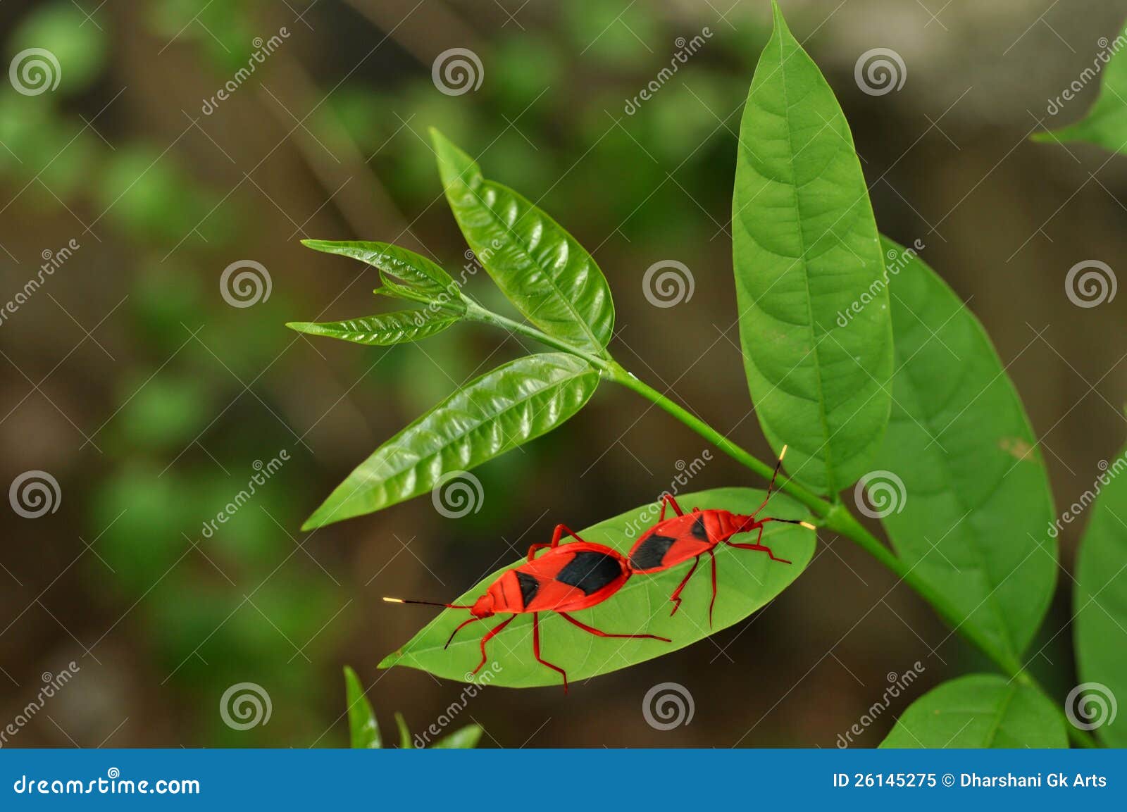 COUPLING INSECTS Stock Photo | CartoonDealer.com #179271648