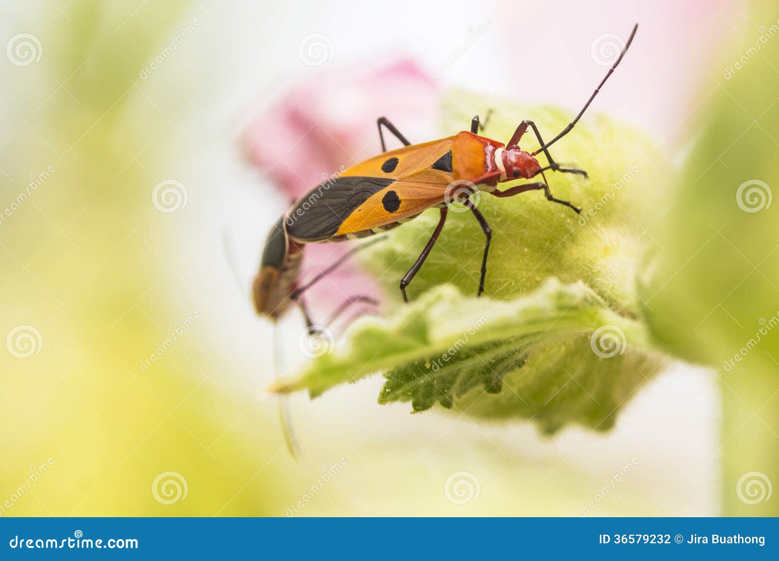 Two Insects Mating Isolated On Black Background Stock Image ...