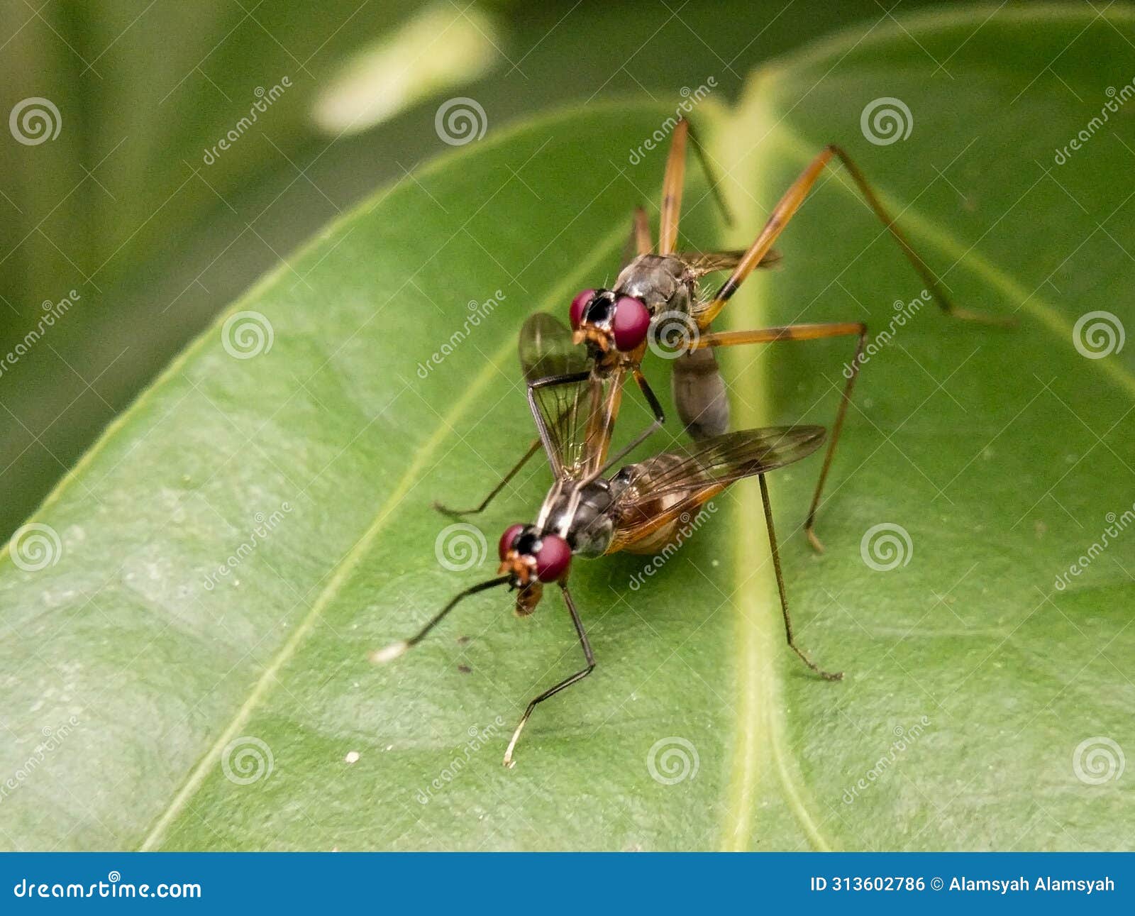 Insects are mating stock photo. Image of pest, flower - 313602786