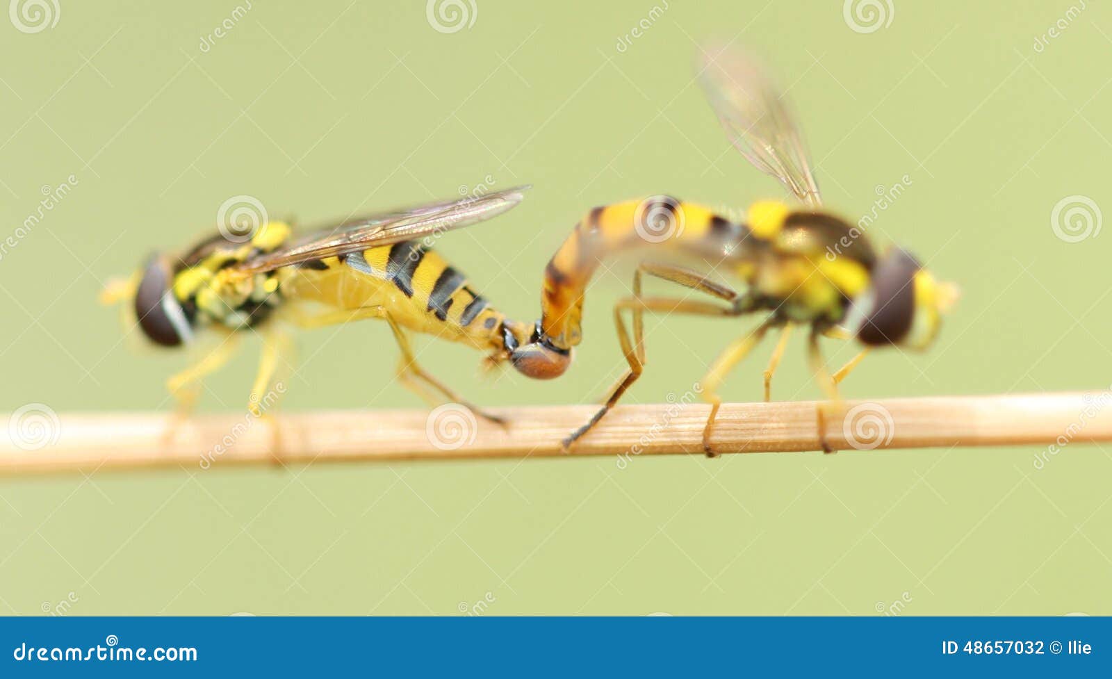 Insects mating stock photo. Image of mating, marini, beatiful - 48657032