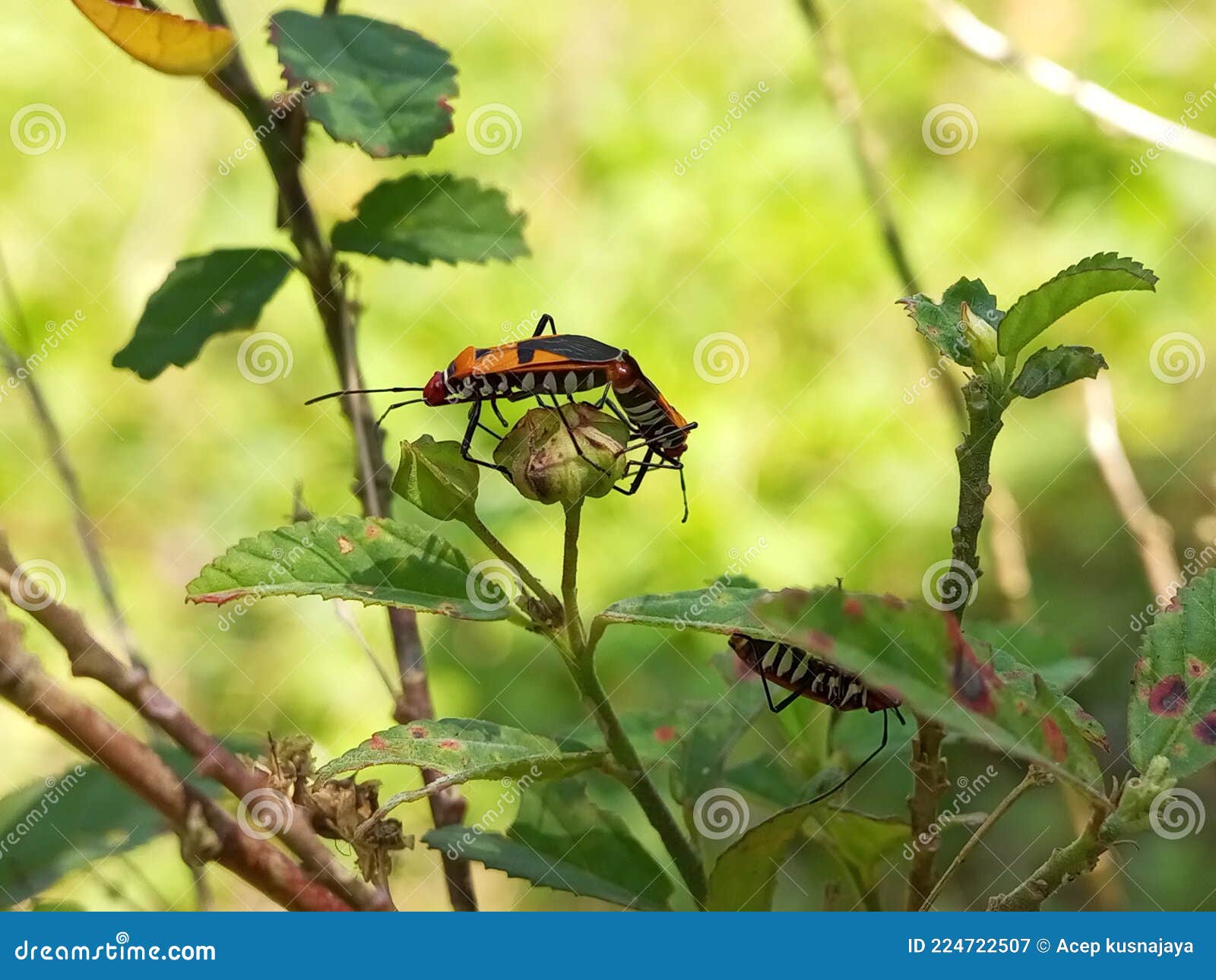 Insects are mating stock image. Image of produce, nature - 224722507