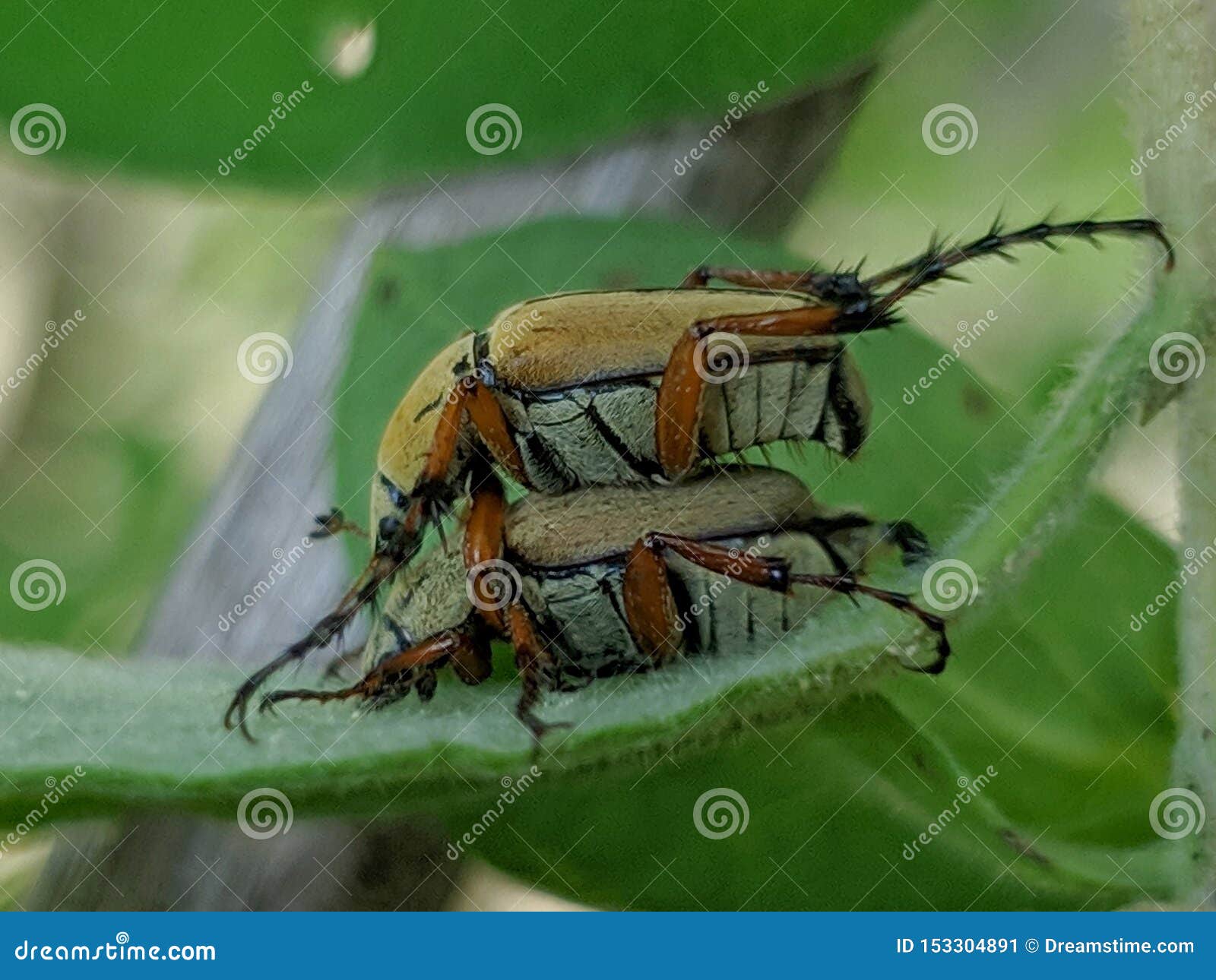 Insects Mating on a Leaf stock image. Image of circle - 153304891