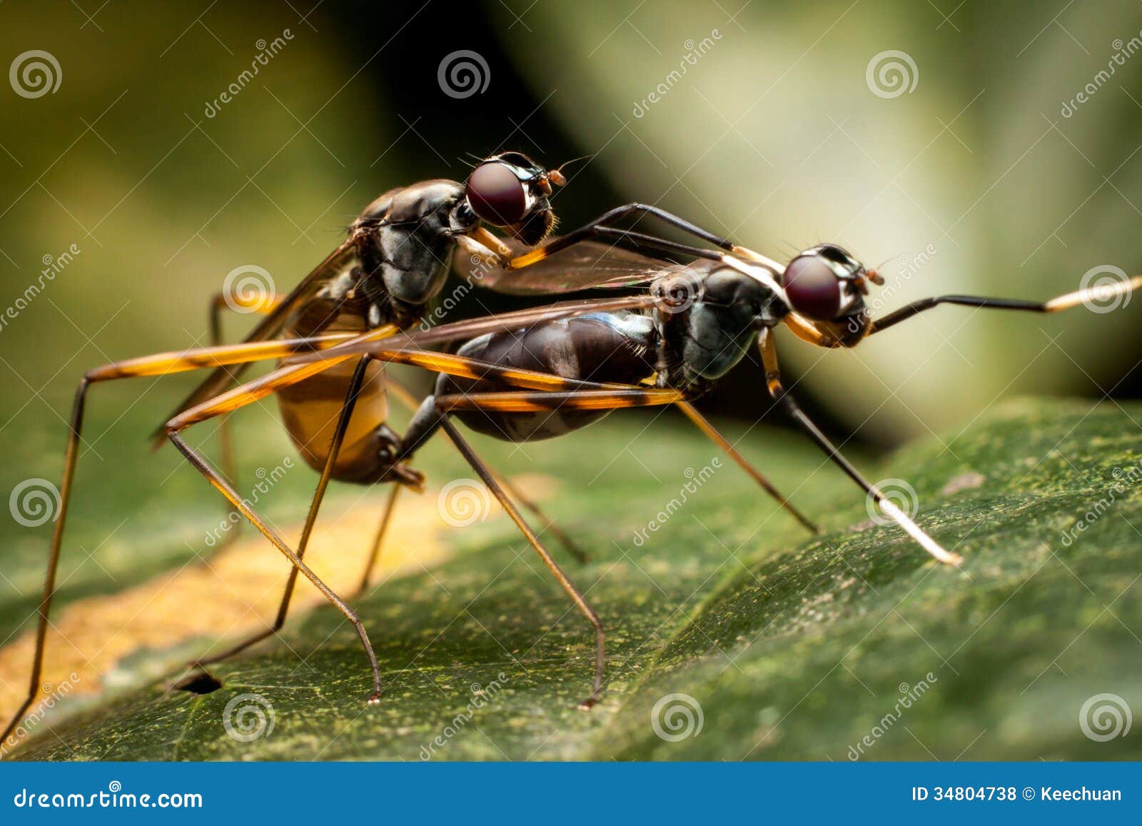 Insects Mating Royalty Free Stock Photos - Image: 34804738