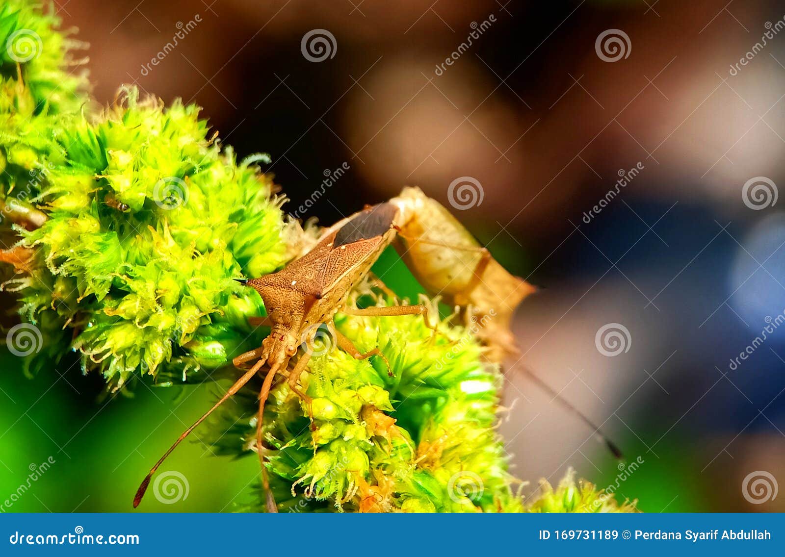 Insects that are Mating in the Middle of the Plant Stock Image - Image ...