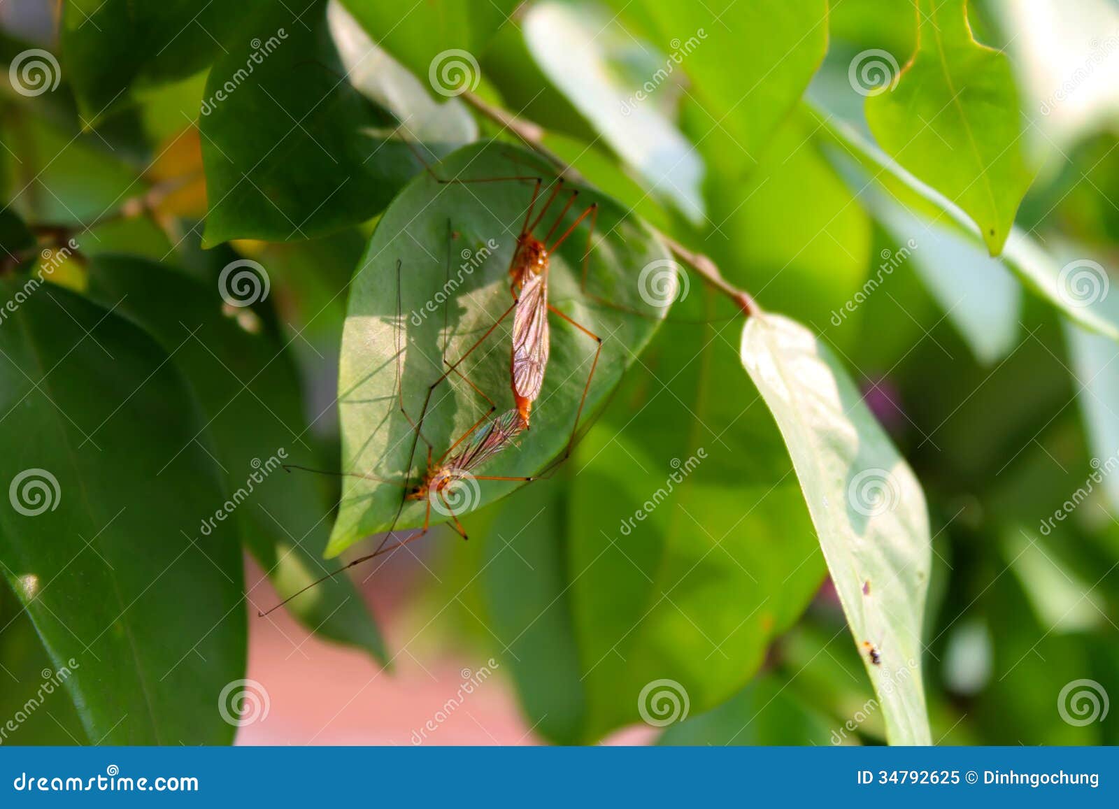 Insects mating stock image. Image of plant, insect, macro - 34792625