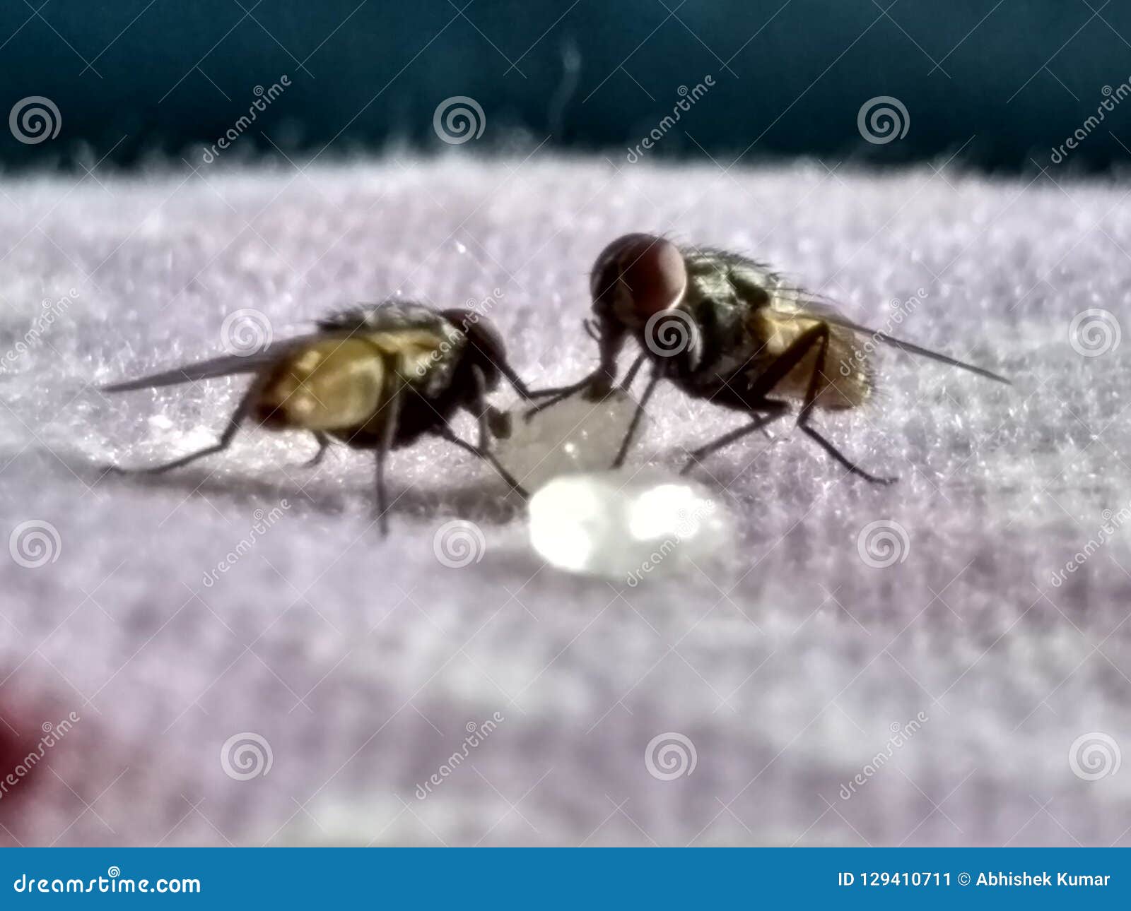 Micro photography stock image. Image of house, insects - 129410711