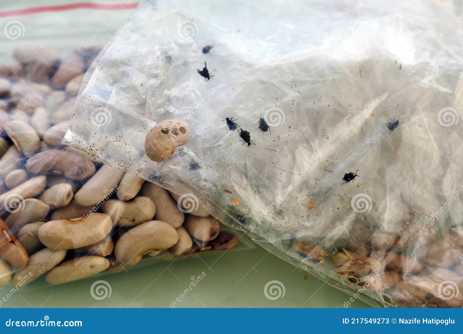 Insects Moving in Bean Seeds,infested Bean Seed, Moving Insects on Bean ...