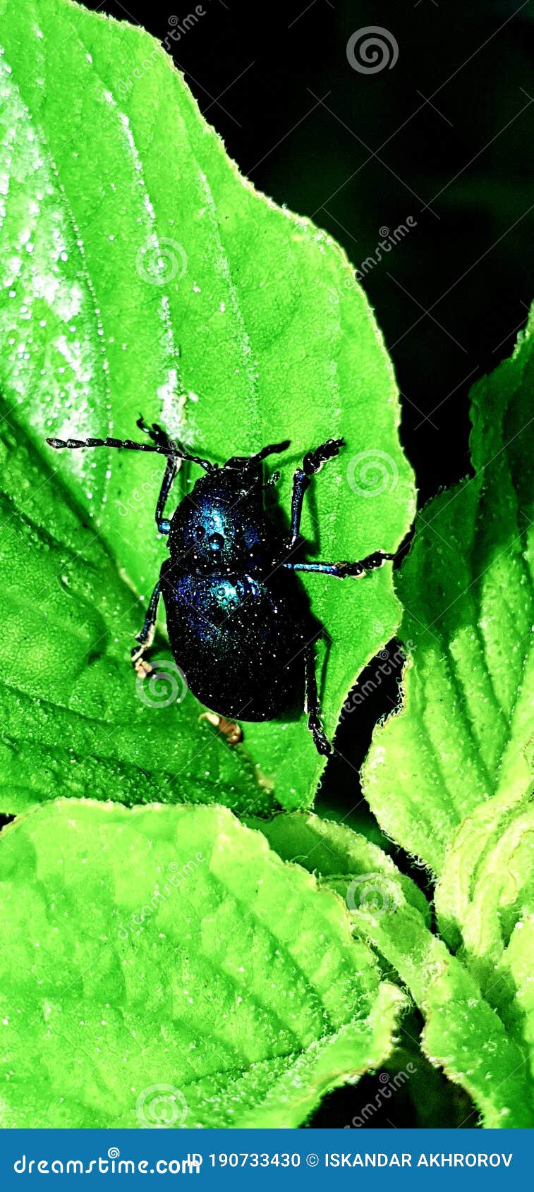 Insects in nature stock photo. Image of invertebrate - 190733430