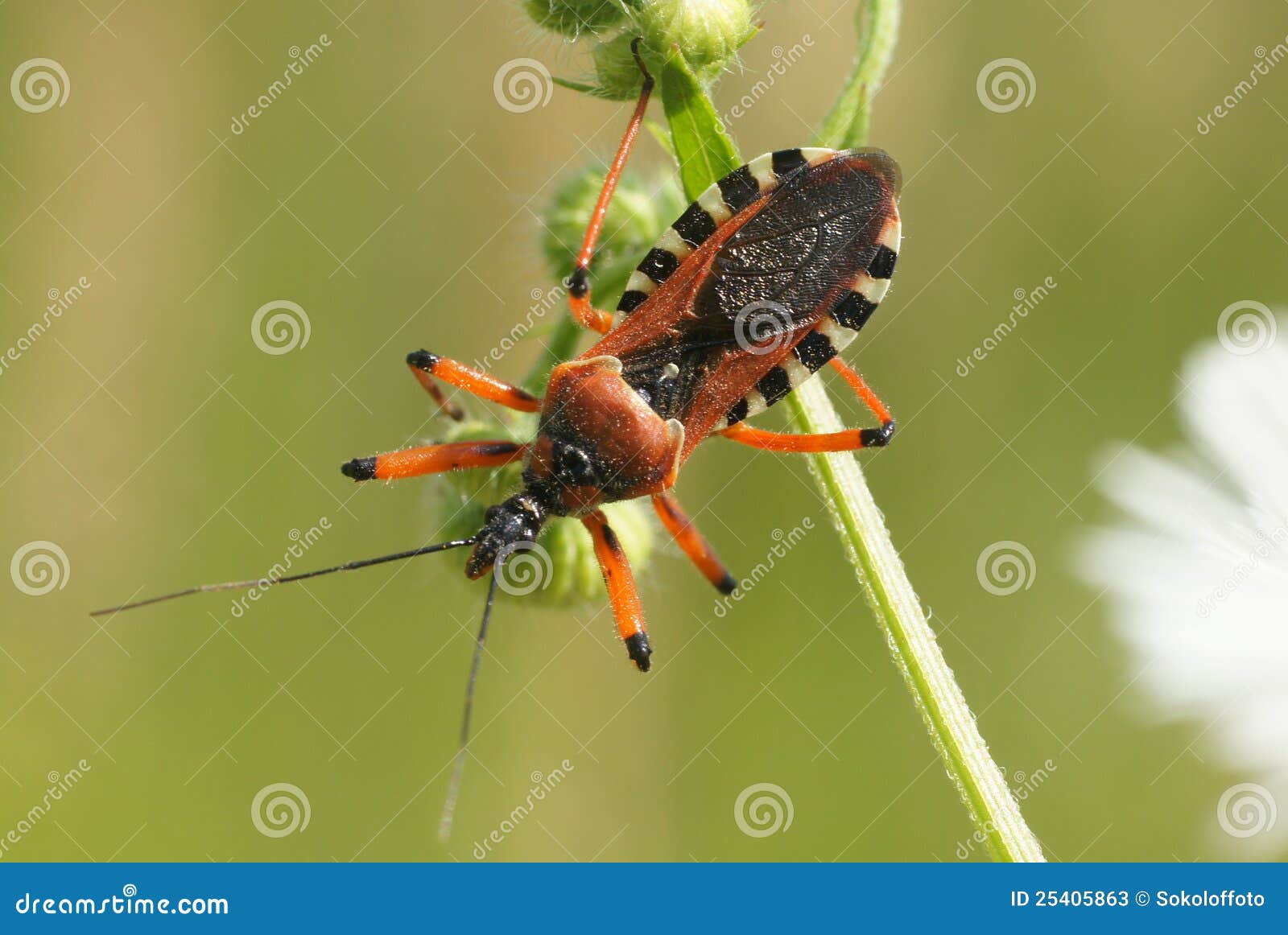 Insects in the nature stock image. Image of macro, fauna - 25405863