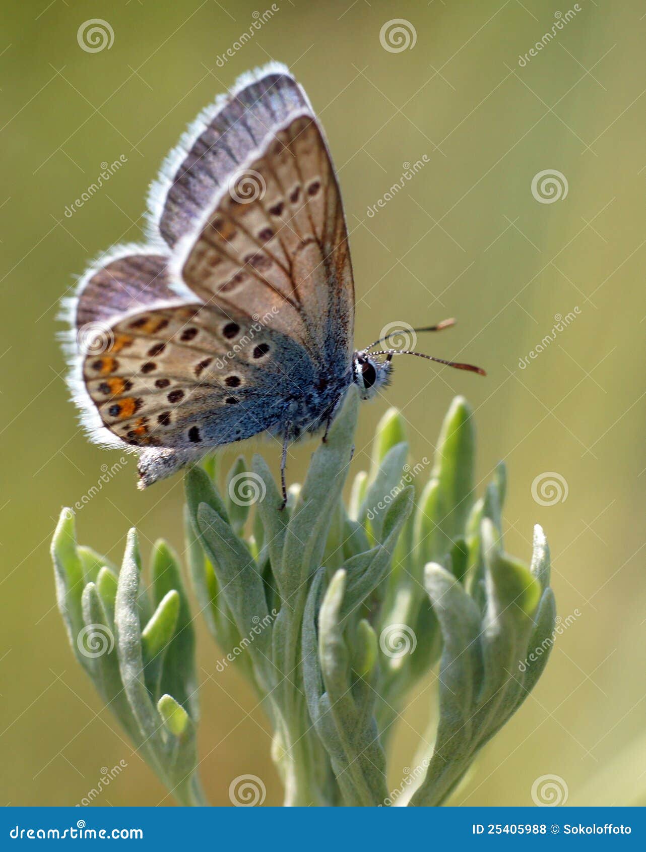 Insects in the nature stock photo. Image of macro, close - 25405988