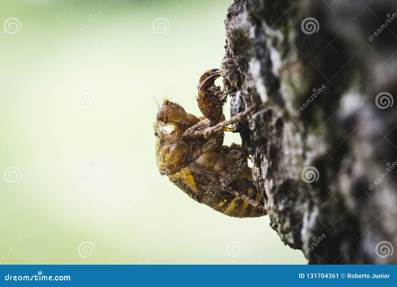 Insects and Nature. Insect Shell Cicada. Stock Image - Image of summer ...