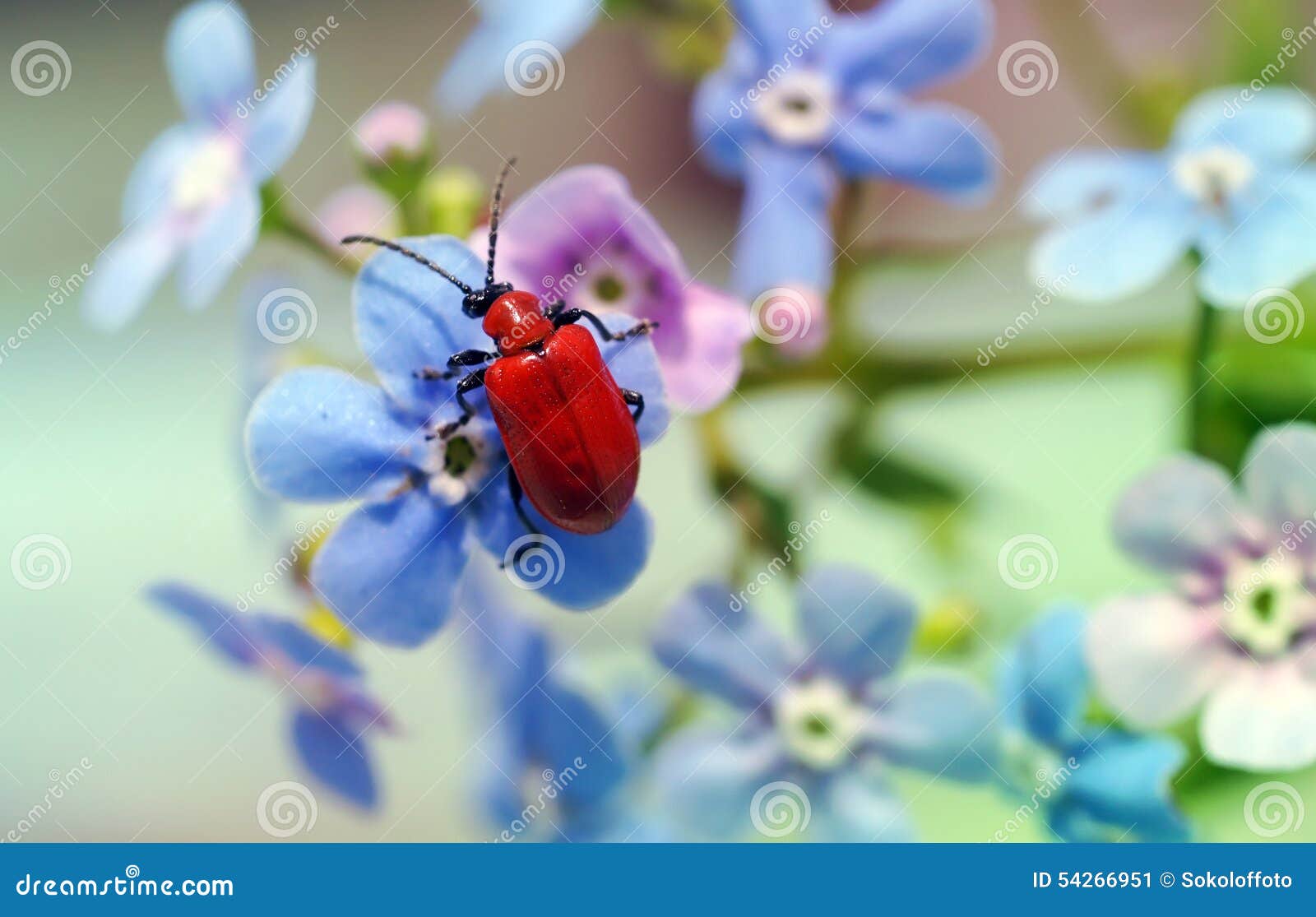Insects in the nature stock image. Image of antennae - 54266951