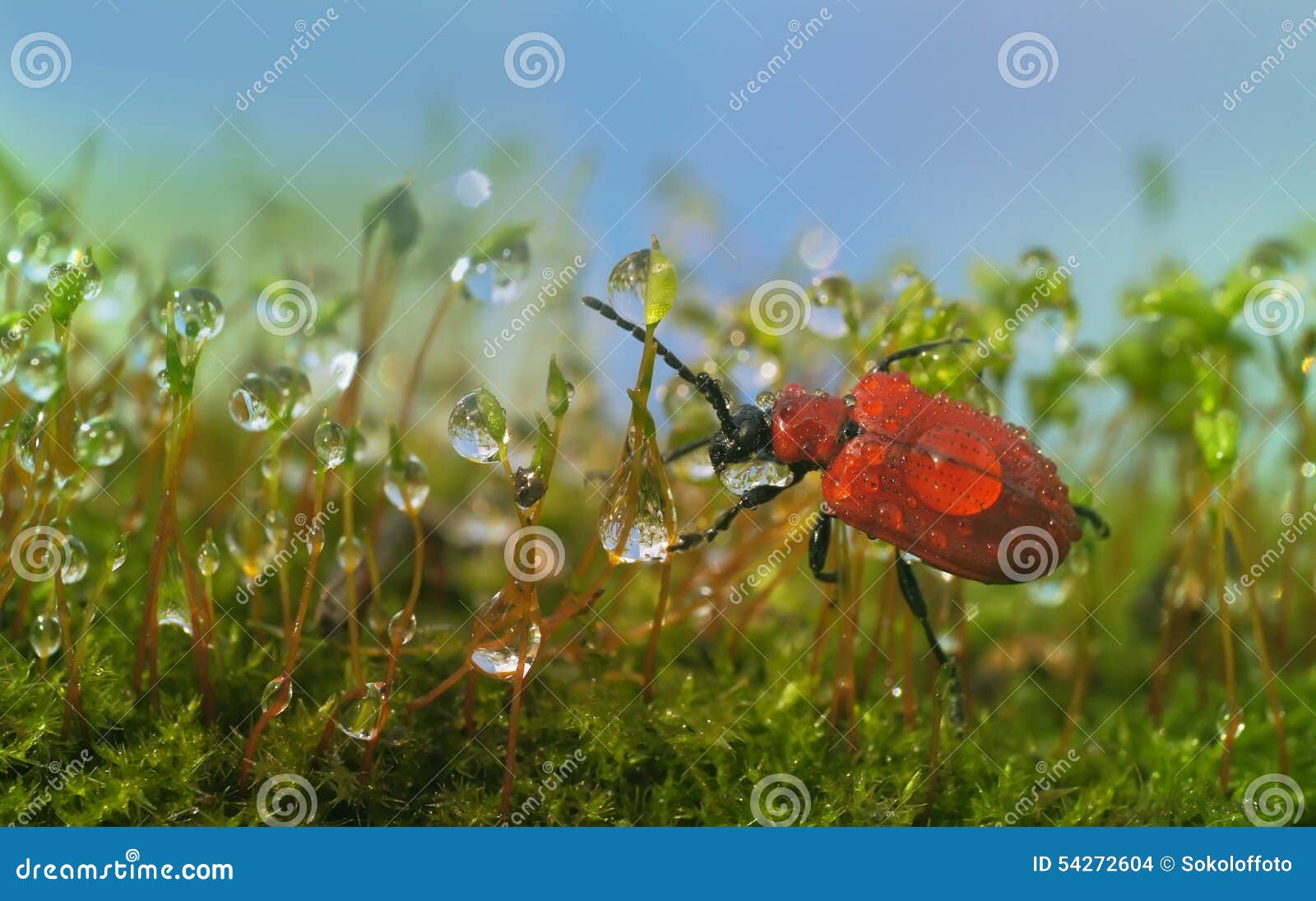 Insects in the nature stock photo. Image of orange, stem - 54272604